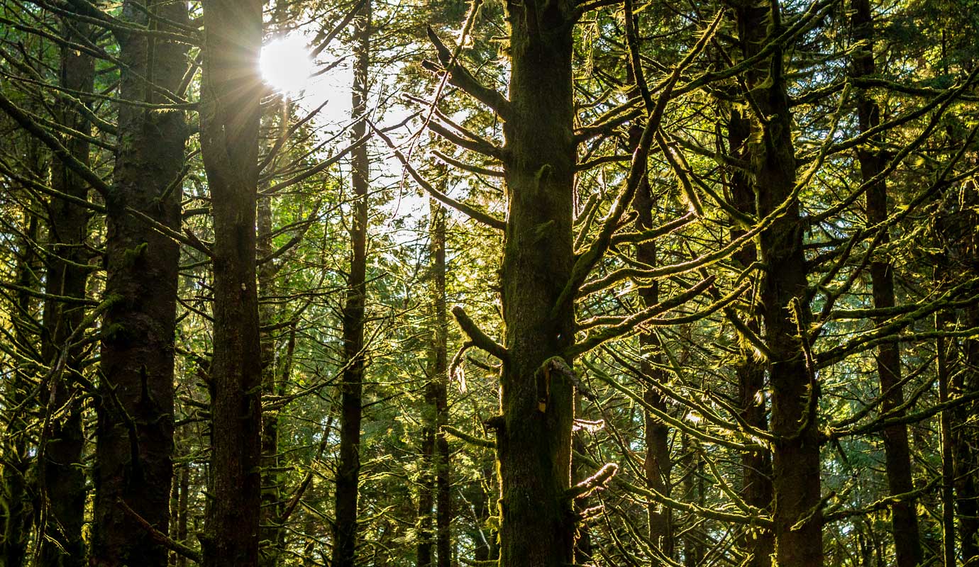 Timberland delivers another year of strong performance in 2024 | Market ...