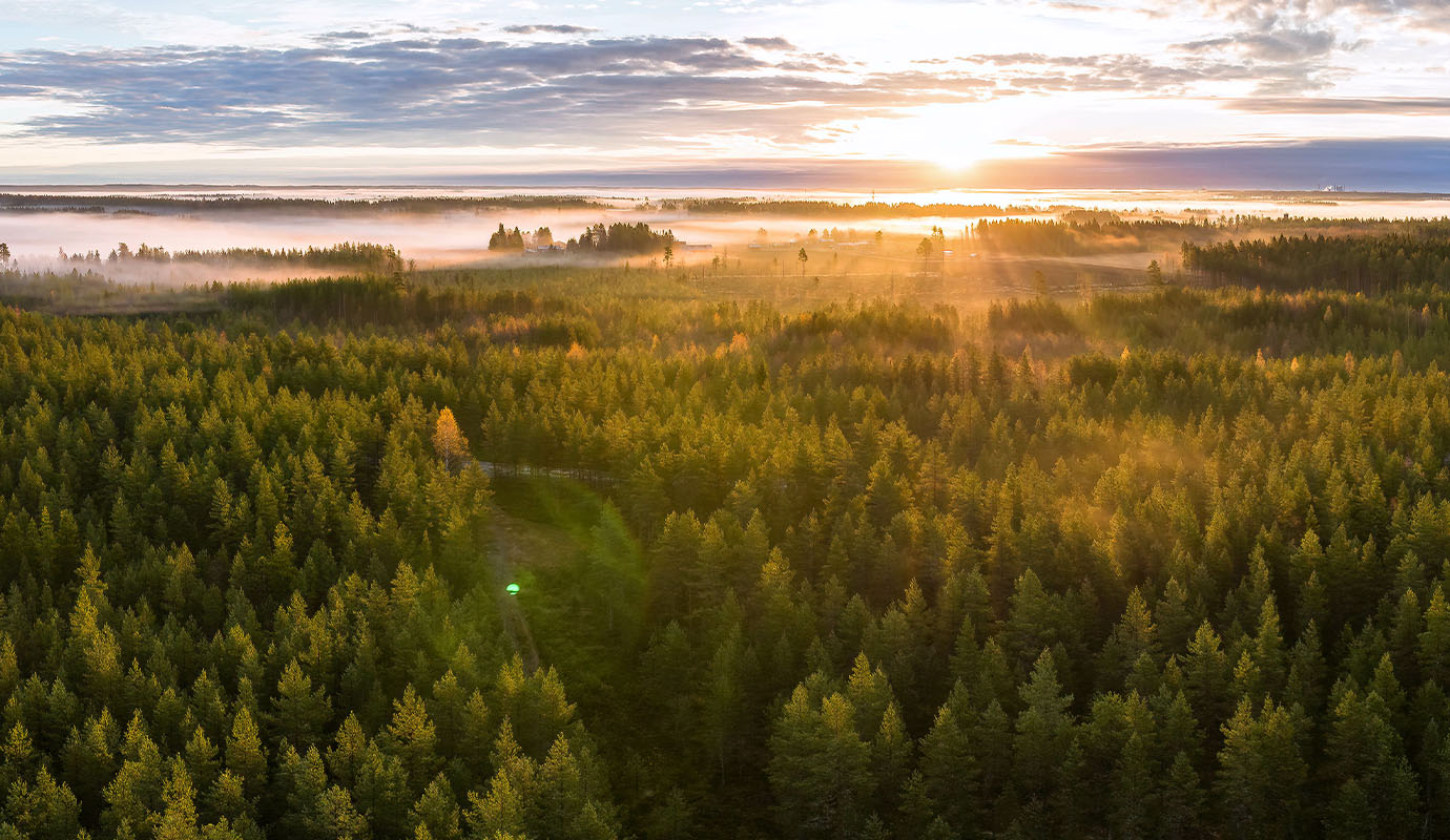 An expanding timberland market | Agri Investor Timberland Report ...