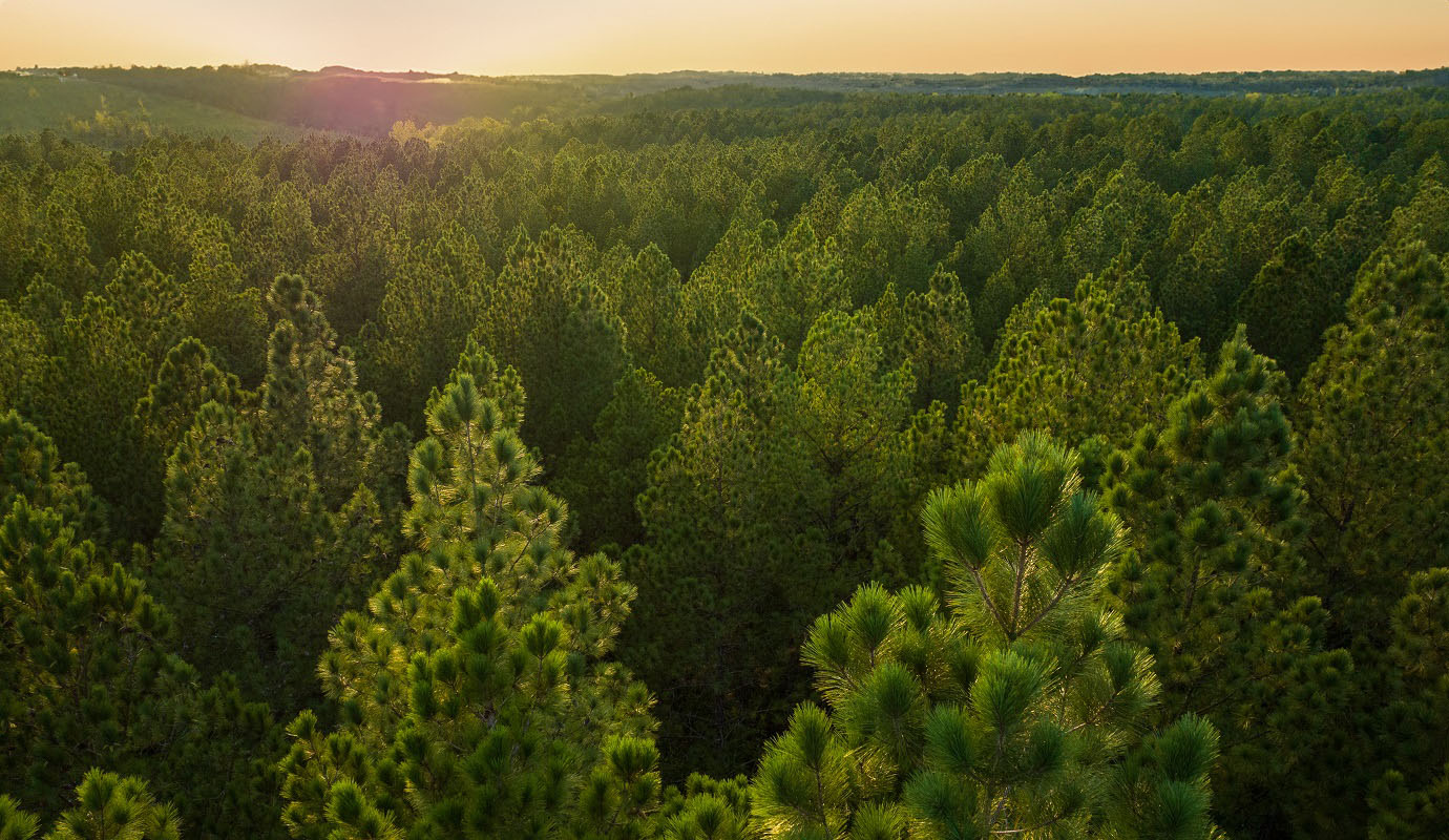 Timberland’s Expanding Investible Universe | Nuveen Natural Capital ...